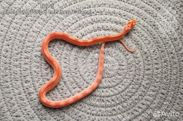 Змея маисовый полоз Амел Страйп самка