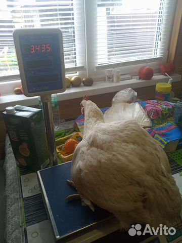 Куры бройлеры