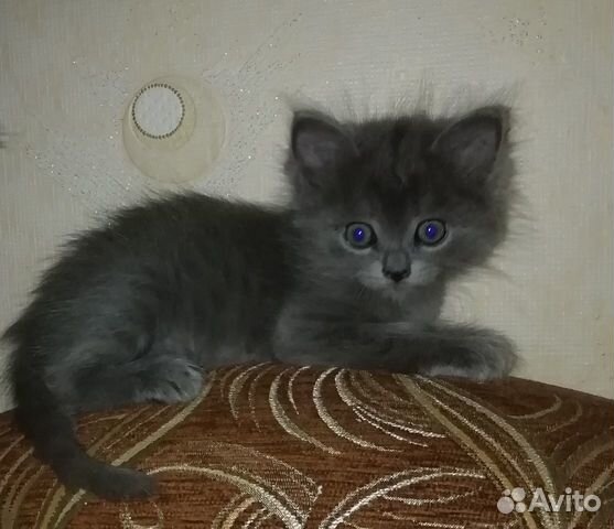 Котята девочки близняшки, отдам в хорошие руки, пу