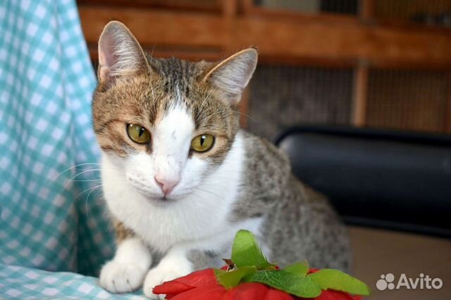 Кот Макс