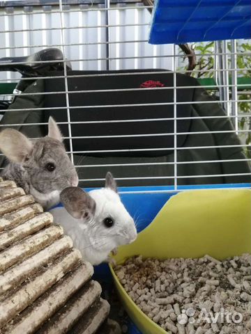 Шиншиллы вместе с клеткой