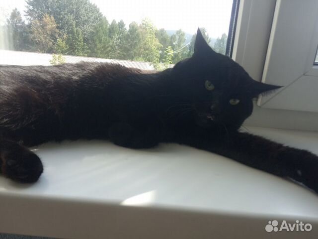 Отдадим кота в заботливые руки