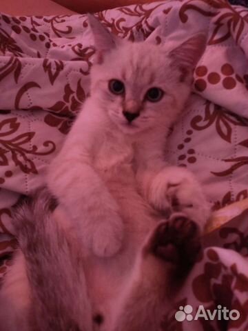 Котик в дар