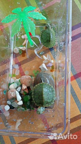 Красноухие черепахи (черепашата) бесплатно