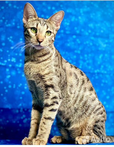 Продается котенок саванна