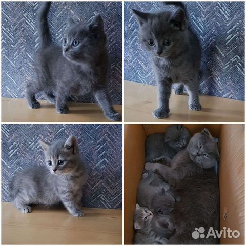 Котята от шотландской вислоухой кошки