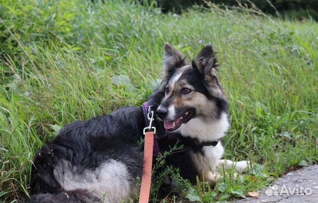 Собака Моничка