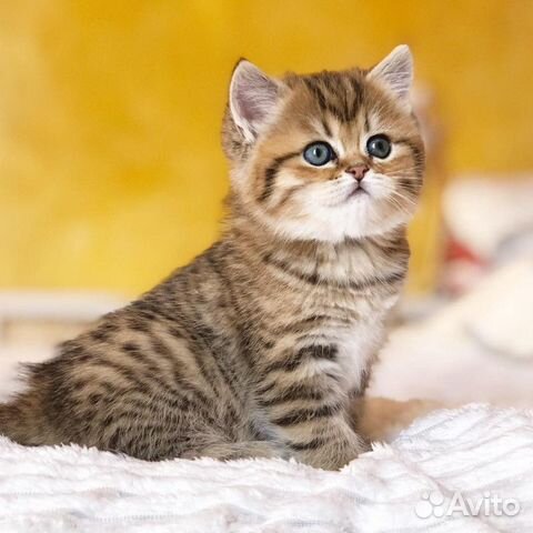 Британские тигровые котята чистокровные