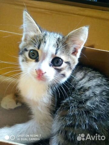 Котенок - плюшевый мальчик в добрые руки