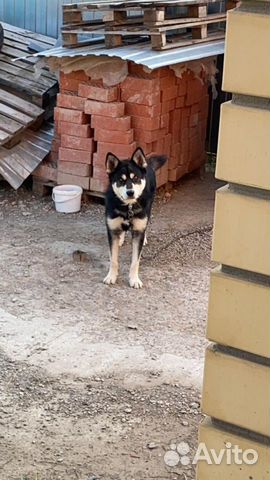 Хаски маламут мальчик