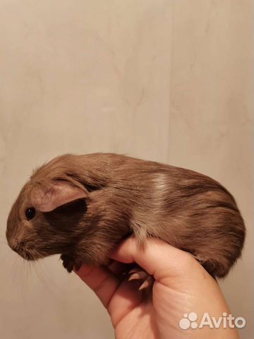 Морские свинки
