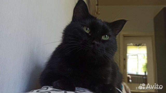 Кошечка Шанечка ищет любящую семью