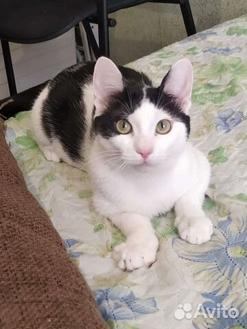 Котёнок Мироша
