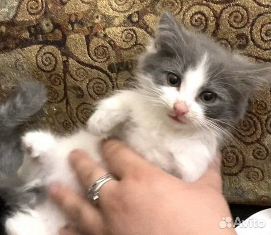 Котенок в добрые заботливые руки