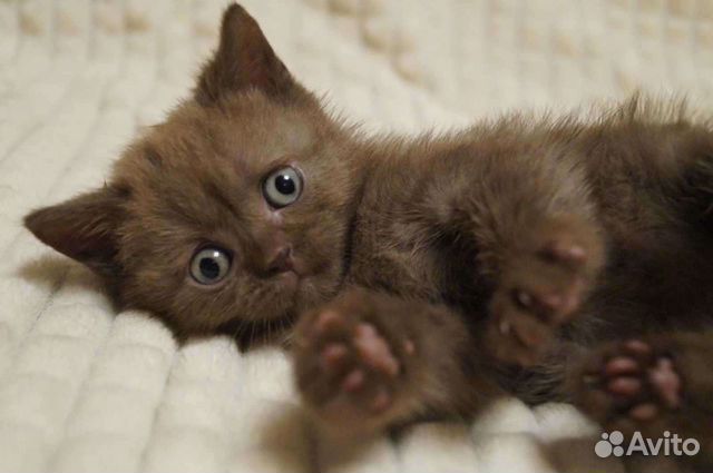 Британские котята