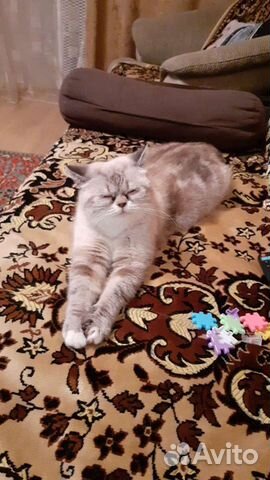 Кошка в дар