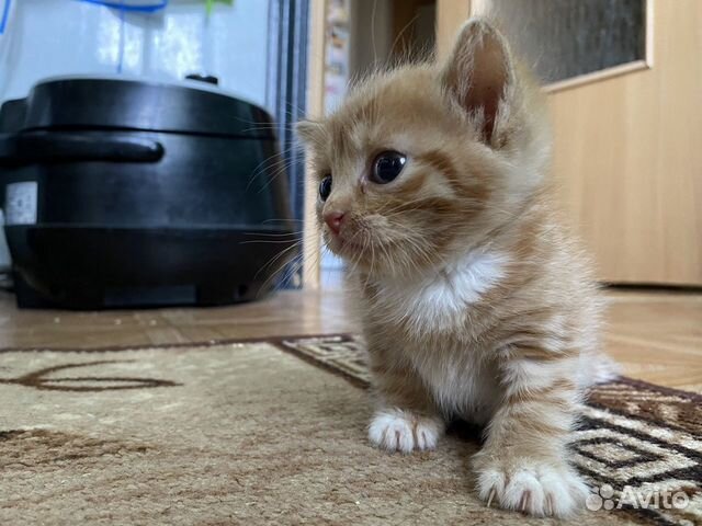 Котята в добрые руки даром