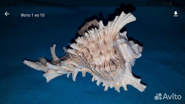 Раковина Ракушка