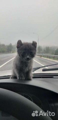 Американский керл