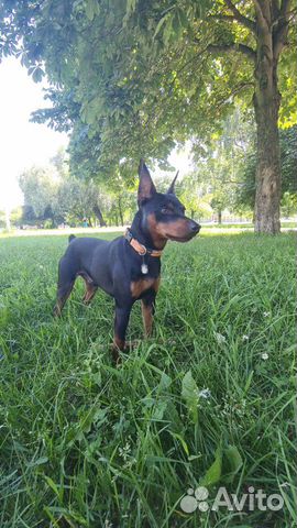 Вязка цвергпинчер