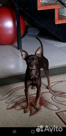 Русский той-терьер вязка