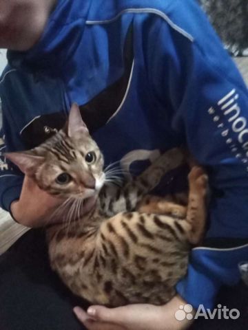 Бенгальская кошечка