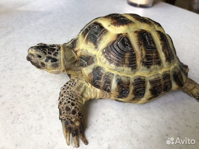 Черепаха сухопутная