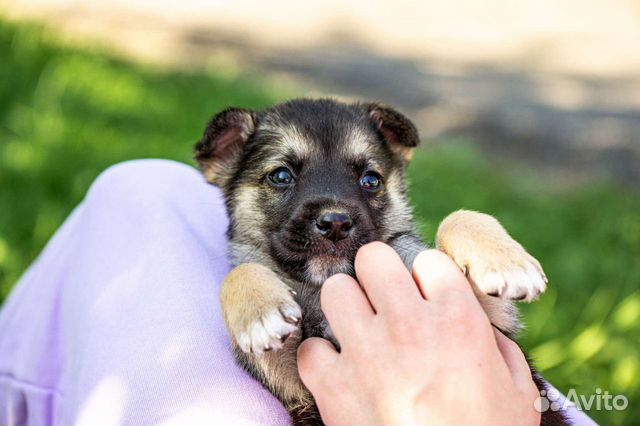 Щенок в добрые руки девочка