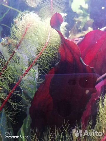 Эхинодорус мичуринец