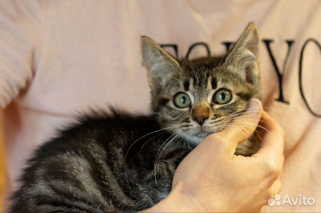 Ласковый шпротик Фредди ждёт семью