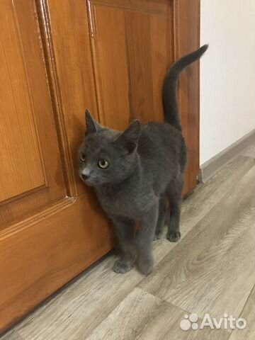 Отдам бесплатно котика