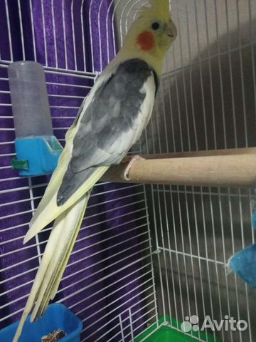 Попугай порода"Корелла"