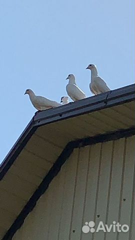 Голуби белые