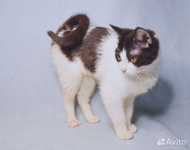 Миниатюрная кошечка Ибица в добрые руки