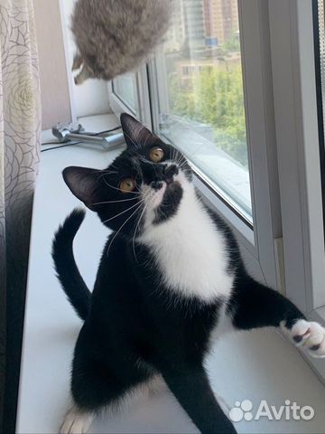 Котенок Маркус в добрые руки