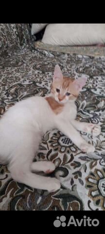 Котенок Рыжун