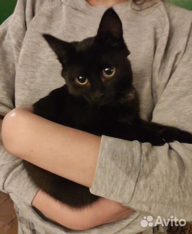 Отдам котенка (девочка,2,5 месяца примерно)