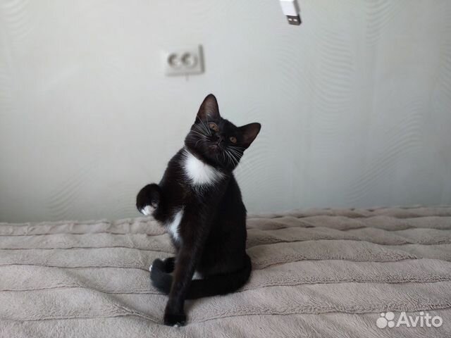 Отдам в добрые руки