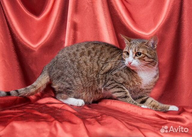 Котик Клёп очень ждет вас