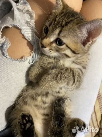 Котята