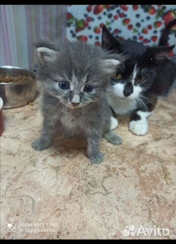 Котятки в добрые руки