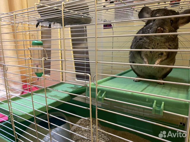 Шиншила мальчик, 9 мес, серый