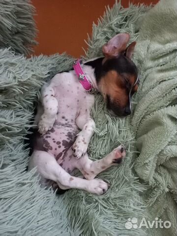 Джек рассел