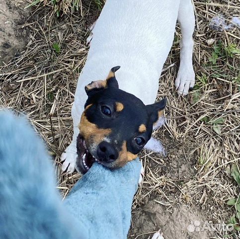 Щенок Той-фокстерьера