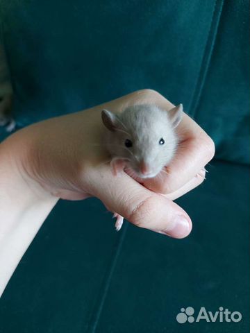 Крыса дамбо милые