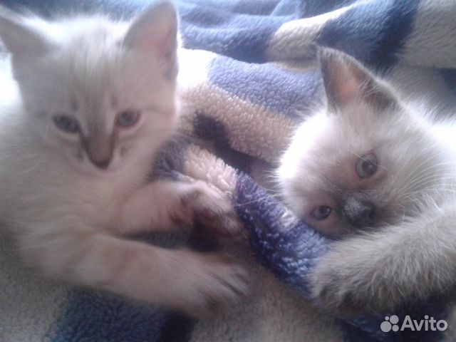 Котята сиамки