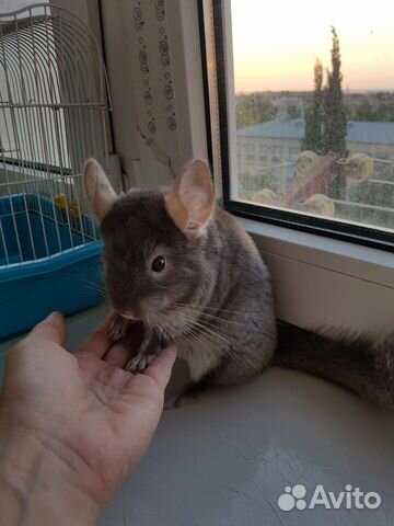 Шиншилла