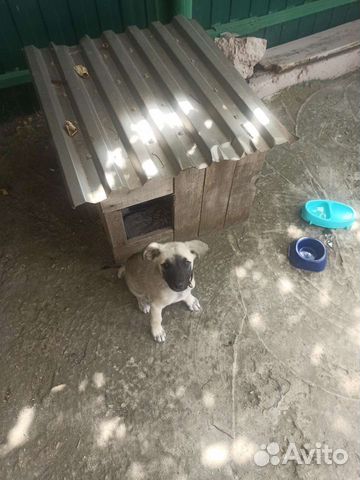 Щенок вместе с будкой