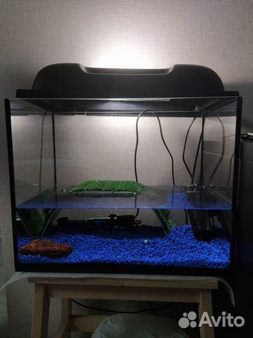 Черепаха с аквариумом