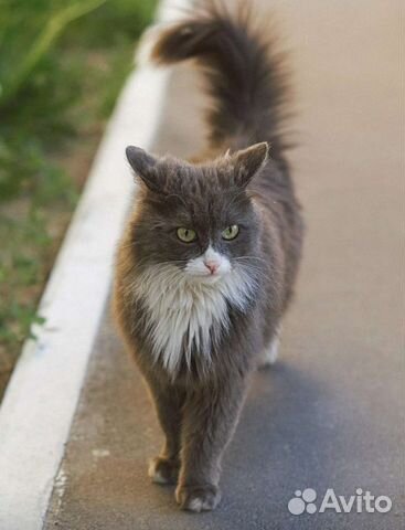 Кошка Глаша